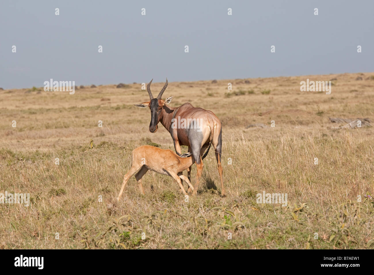 Topi and calf feeding Masai Mara North Reserve Kenya Stock Photo - Alamy
