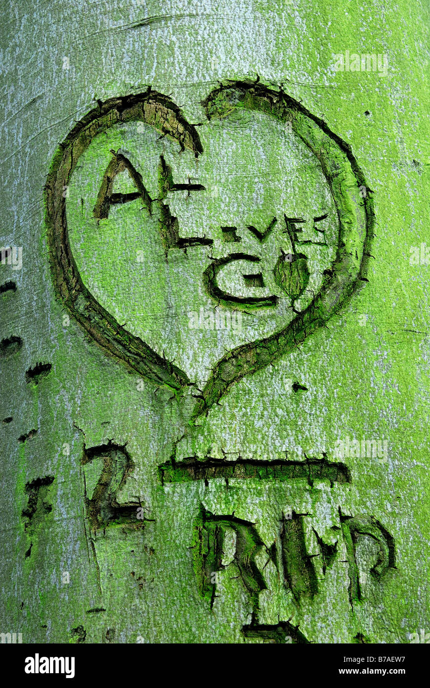 Symbol of heart carved on the tree hi-res stock photography and images ...