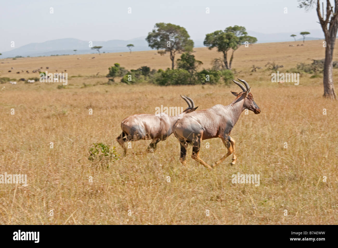 Topi running Masai Mara North Reserve Kenya Stock Photo - Alamy