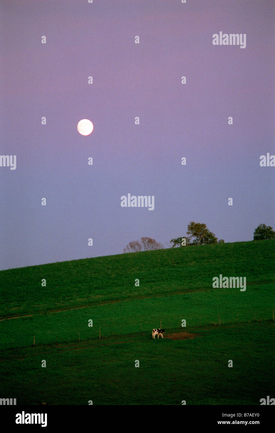 Cow on the moon hi-res stock photography and images - Alamy