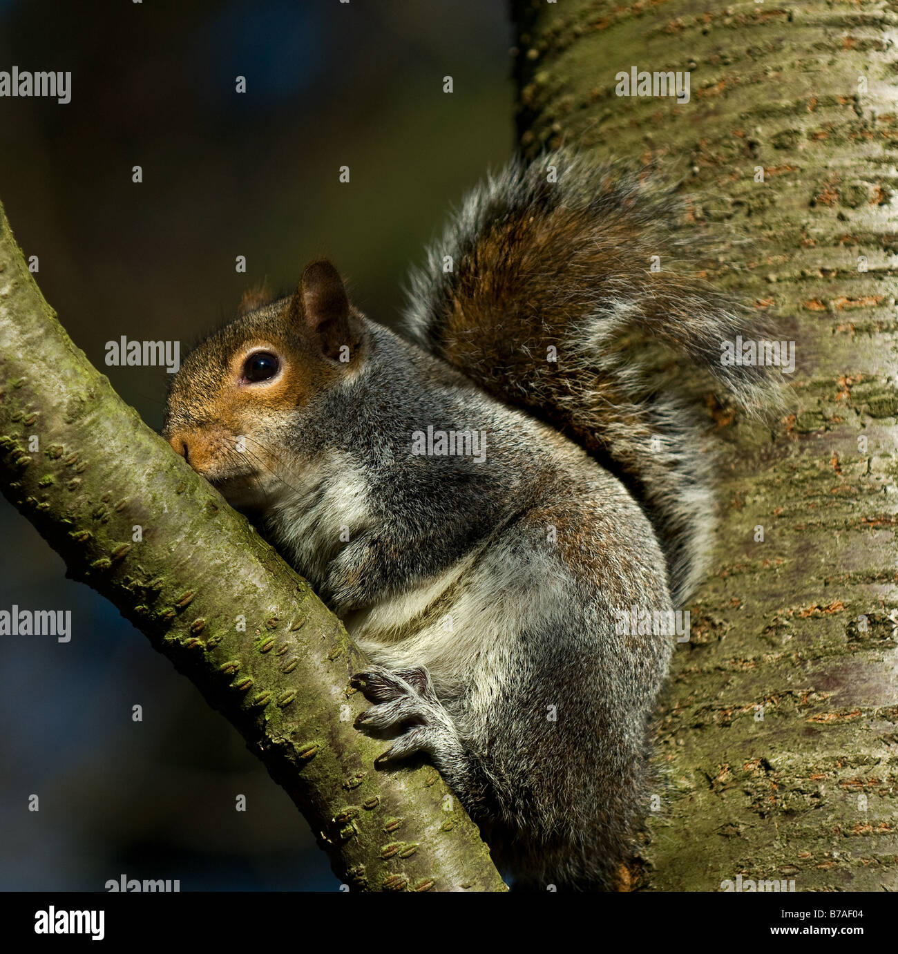 Grey squirrel sciurus caroliniensis hi-res stock photography and images ...