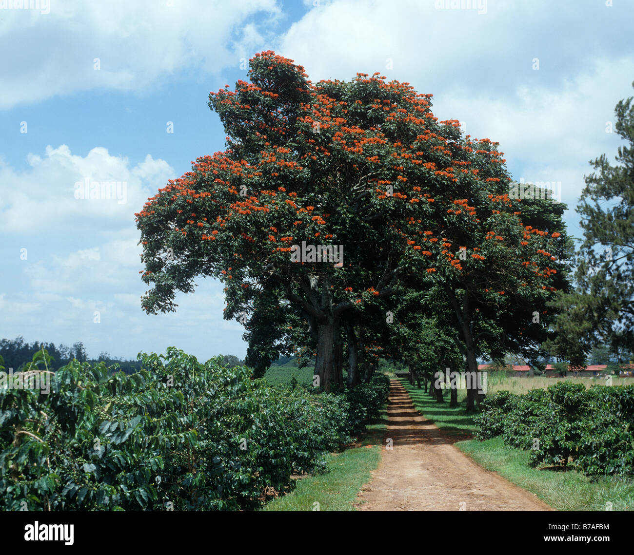 Avenue of African tulip trees Spathodea campanulata in flower on a ...