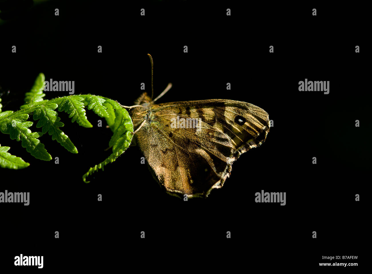 Speckled wood butterfly Pararge aegeria Stock Photo - Alamy