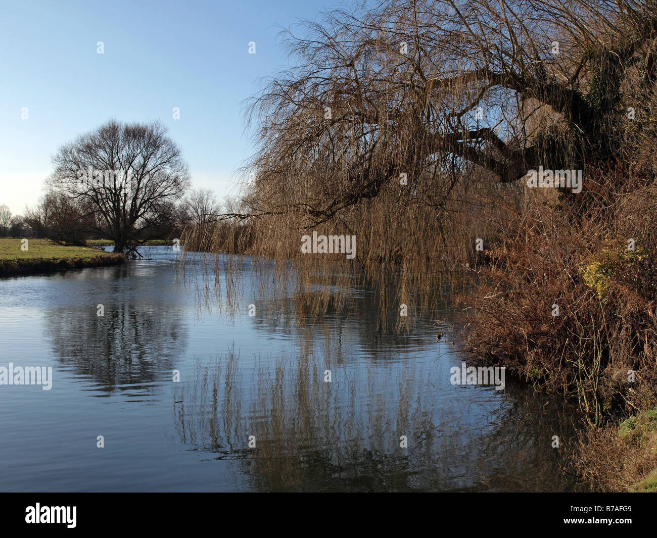 Tree and river hi-res stock photography and images - Alamy