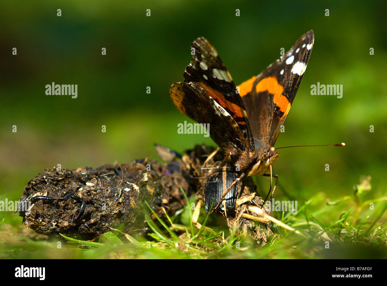 Fox butterfly hi-res stock photography and images - Alamy