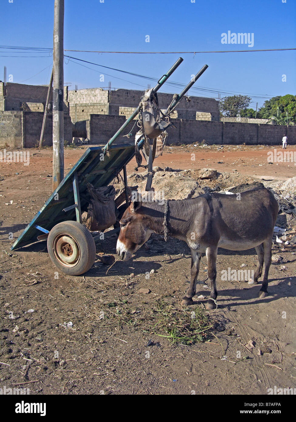 Donkey and cart waiting for the next load in The Gambia, West Africa ...