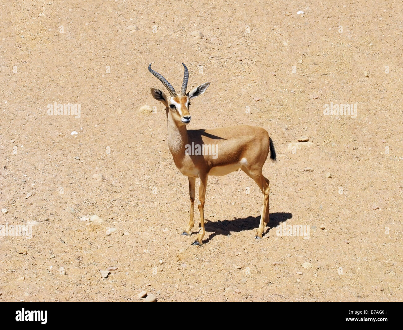 Gazelle in the desert hi-res stock photography and images - Alamy