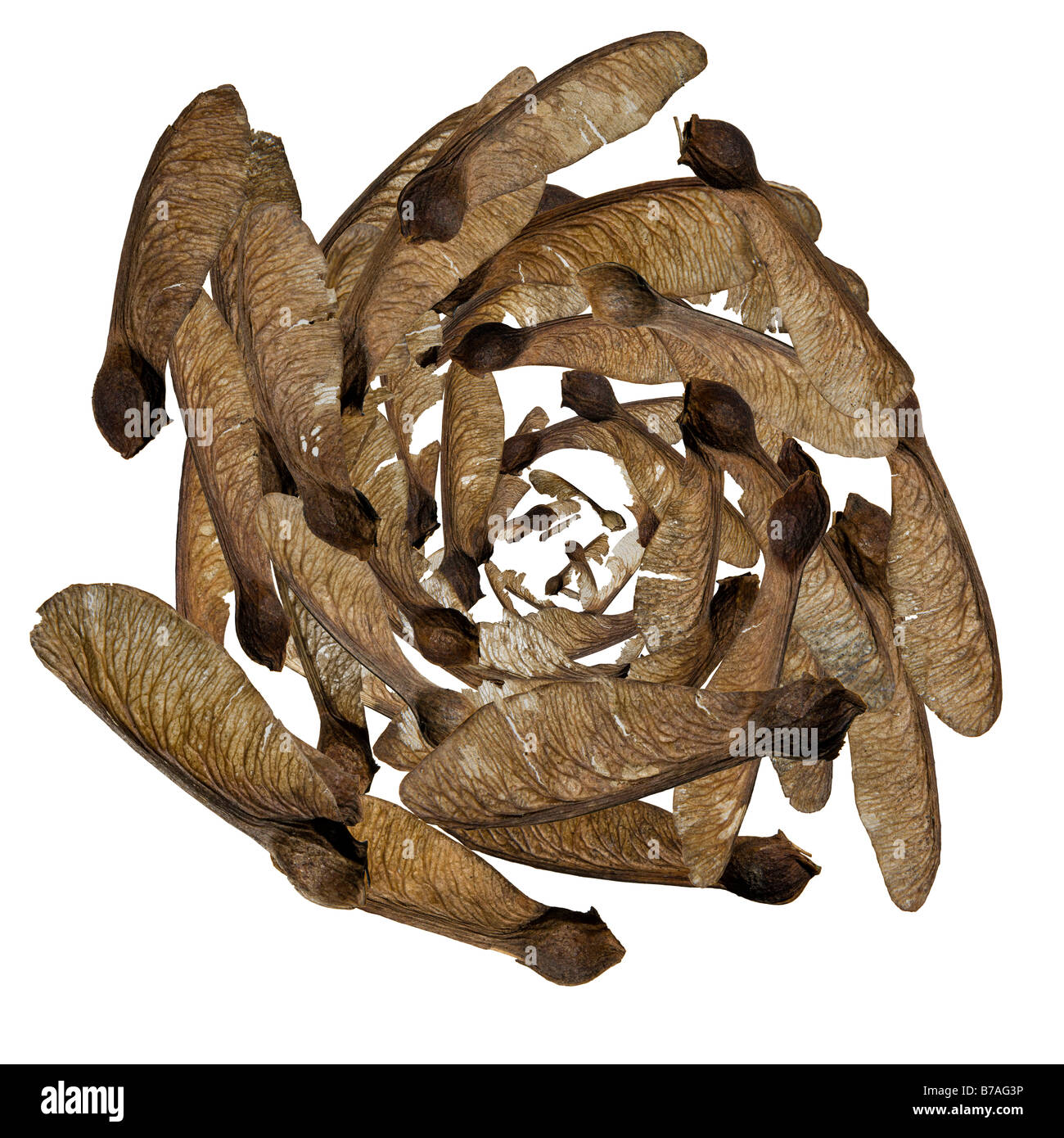 Seed surface Cut Out Stock Images & Pictures - Alamy