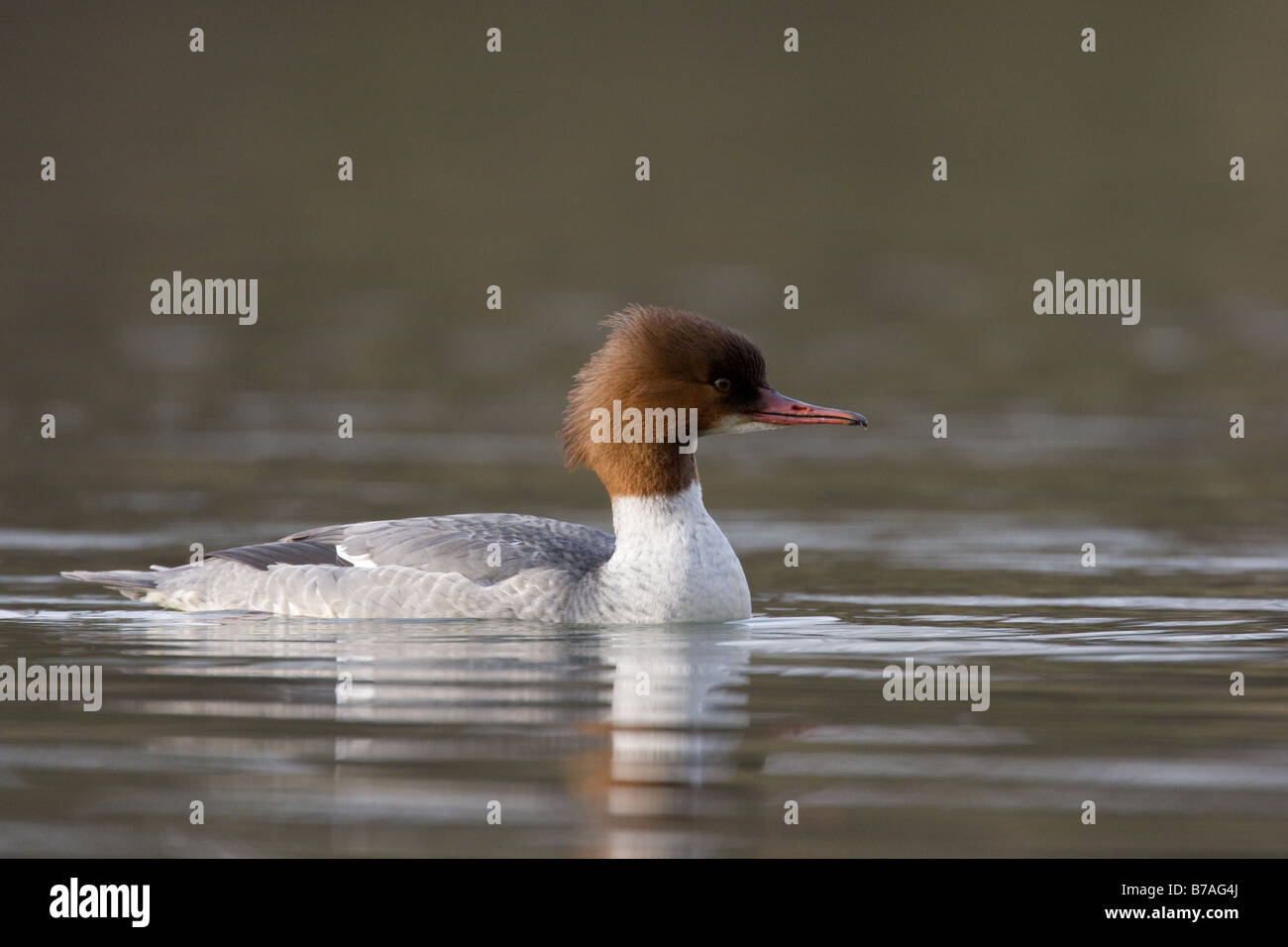 Female redhead Goosander Mergus merganser on reservoir, West-Midlands ...