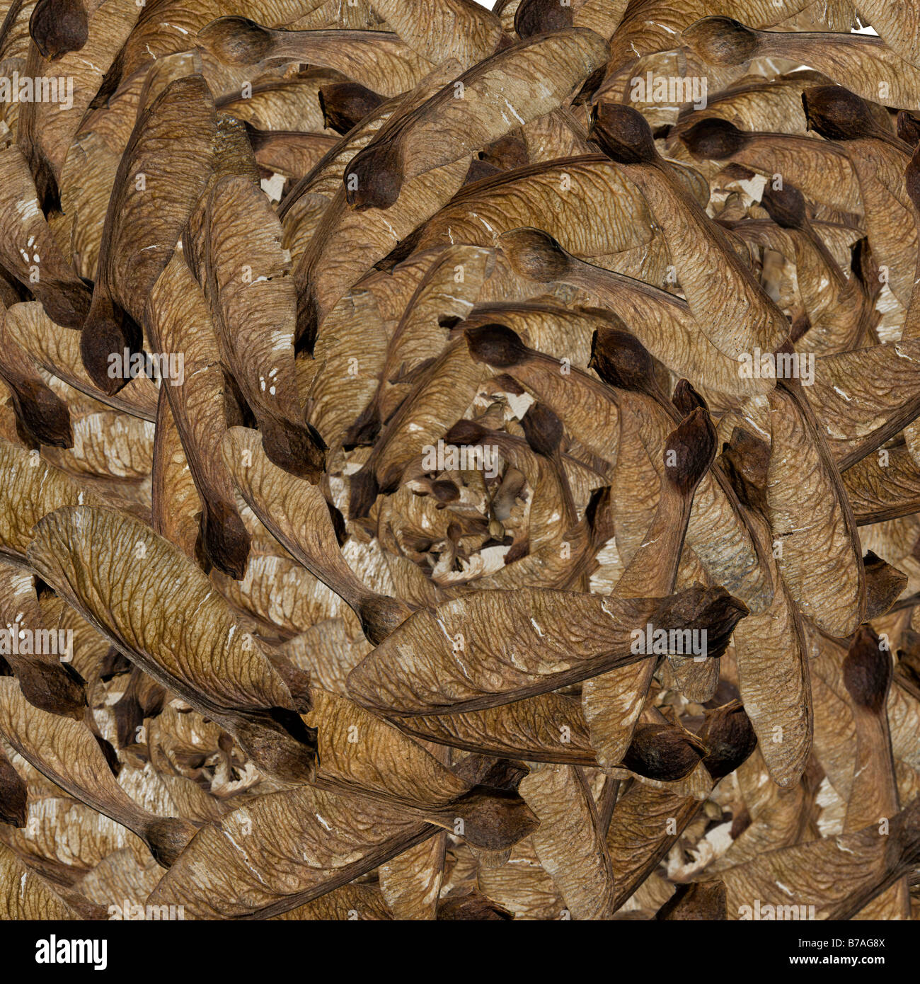 Mass of seed hi-res stock photography and images - Alamy