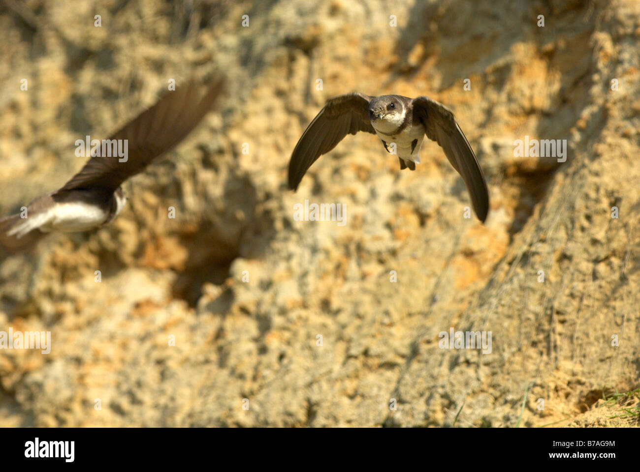 Sand Martin in flight Stock Photo - Alamy