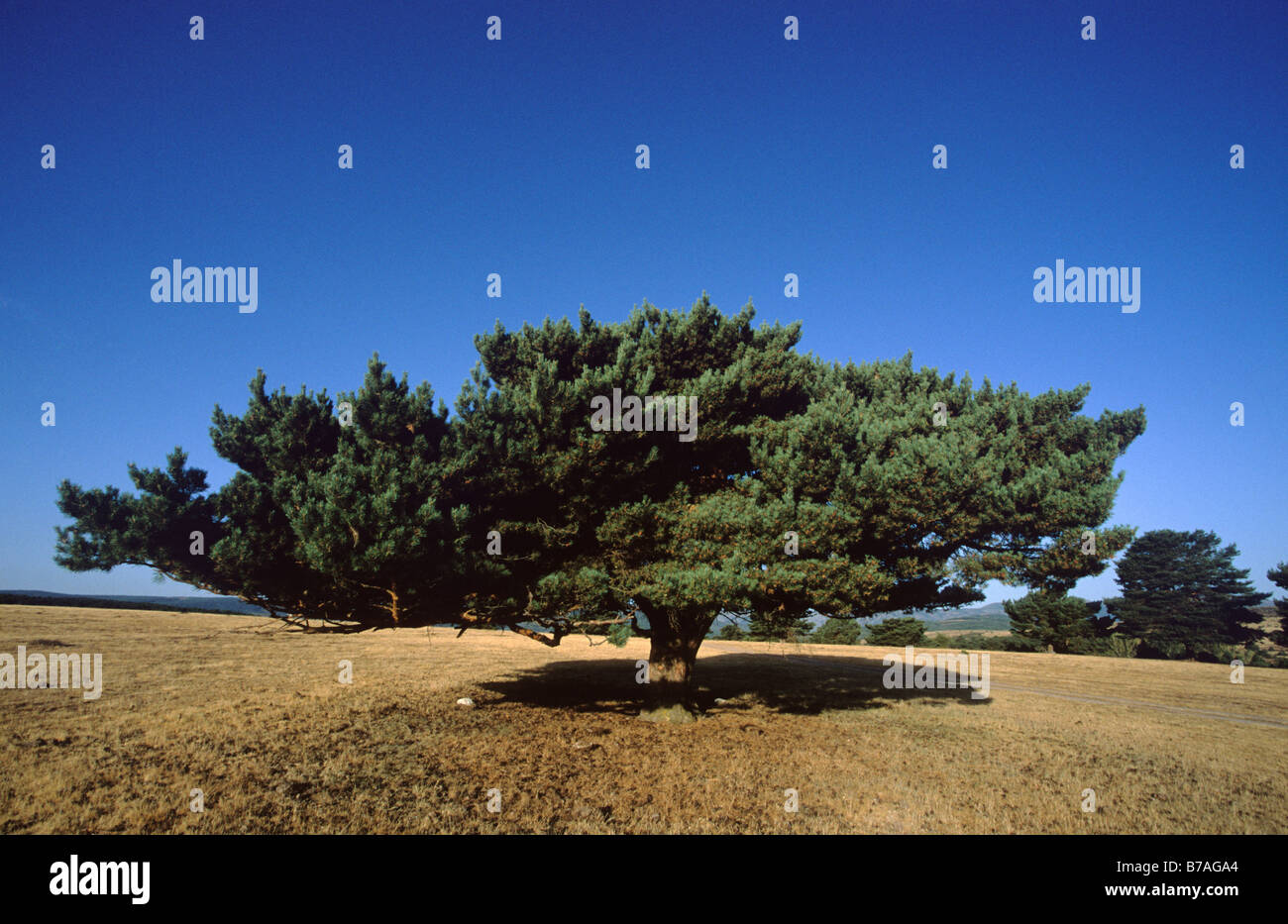 Pinus Negra High Resolution Stock Photography and Images - Alamy