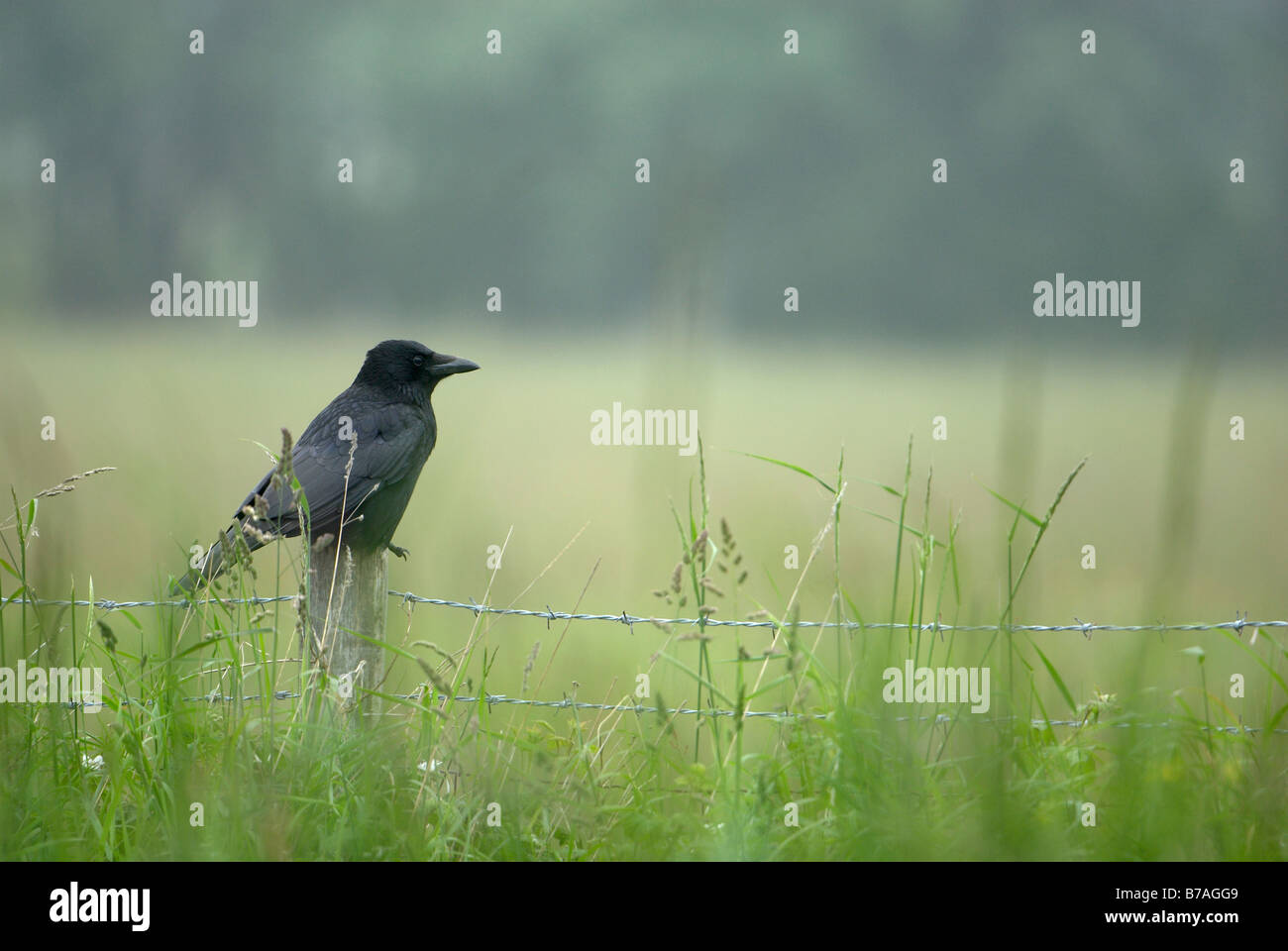 Crow on post looking right Stock Photo - Alamy