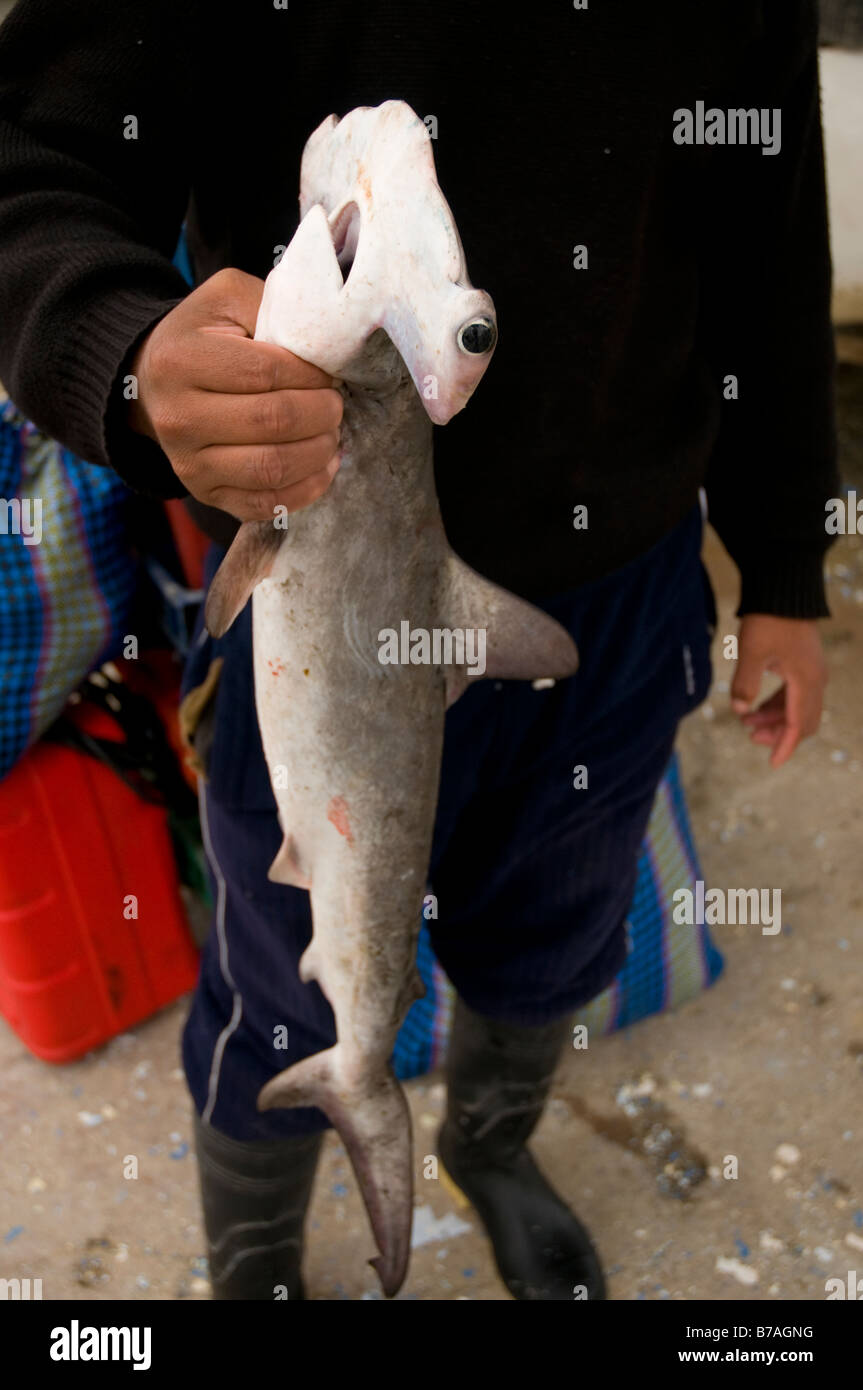 Smooth hammerhead shark Sphyrna zygaena Stock Photo - Alamy