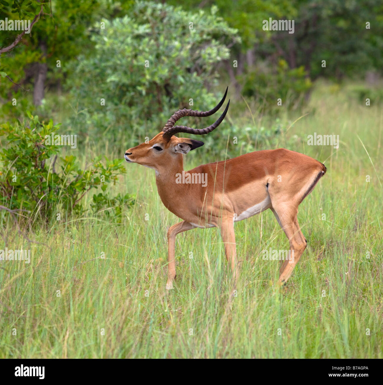 Impala ram hi-res stock photography and images - Alamy
