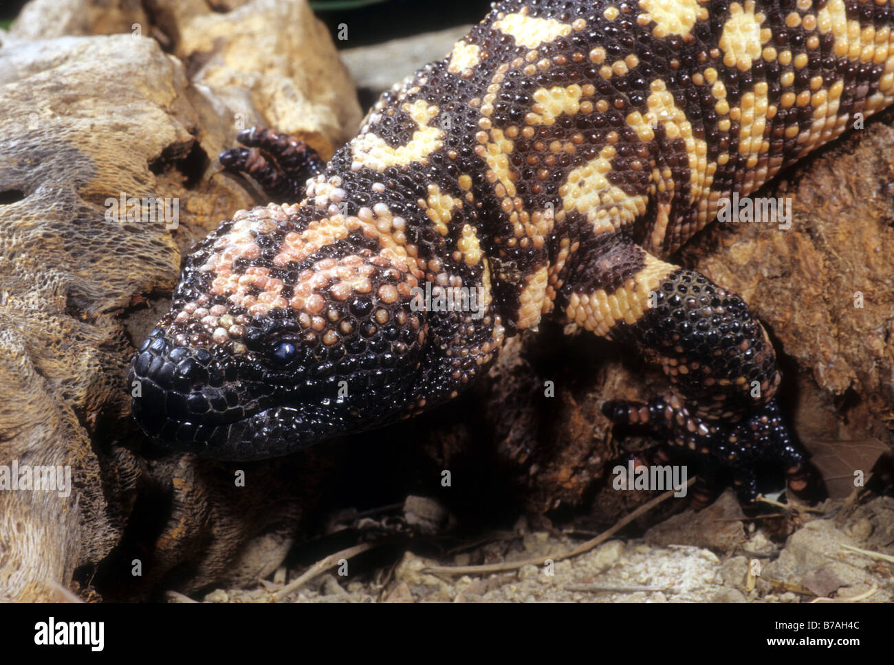 Helodermatidae hi-res stock photography and images - Alamy