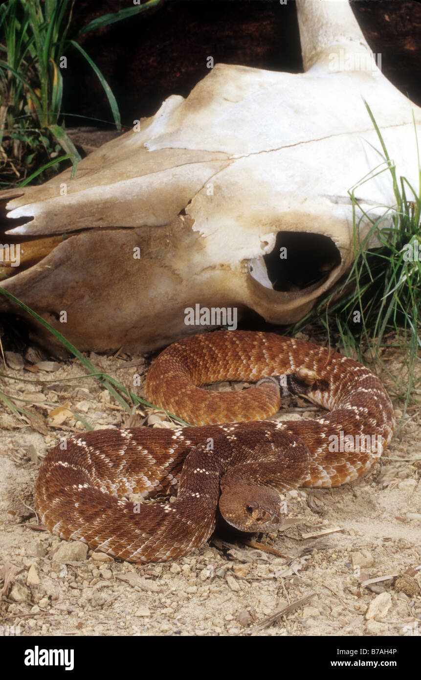 Red Rattlesnake (Crotalus ruber Stock Photo - Alamy