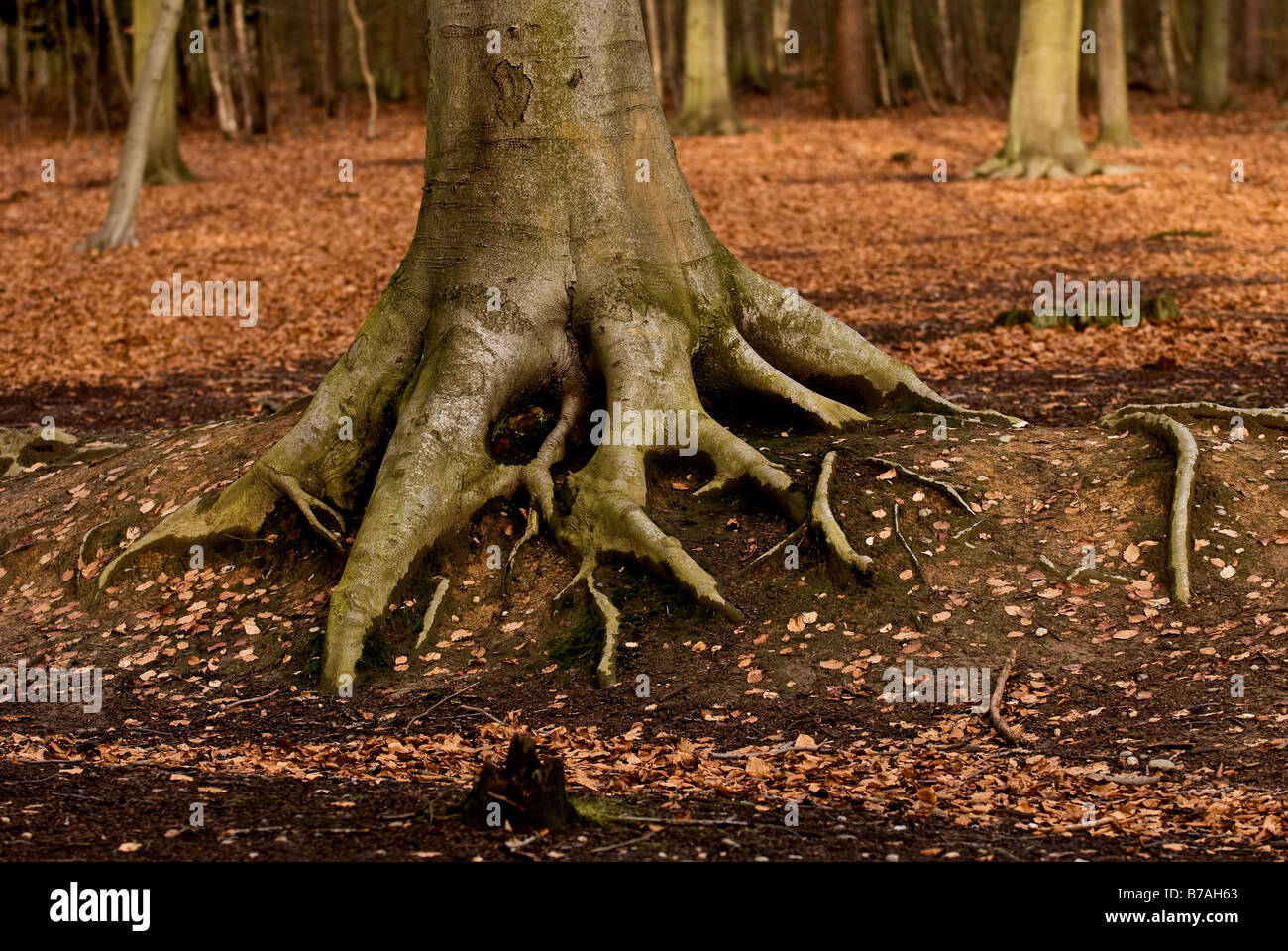 Beech tree roots Stock Photo - Alamy