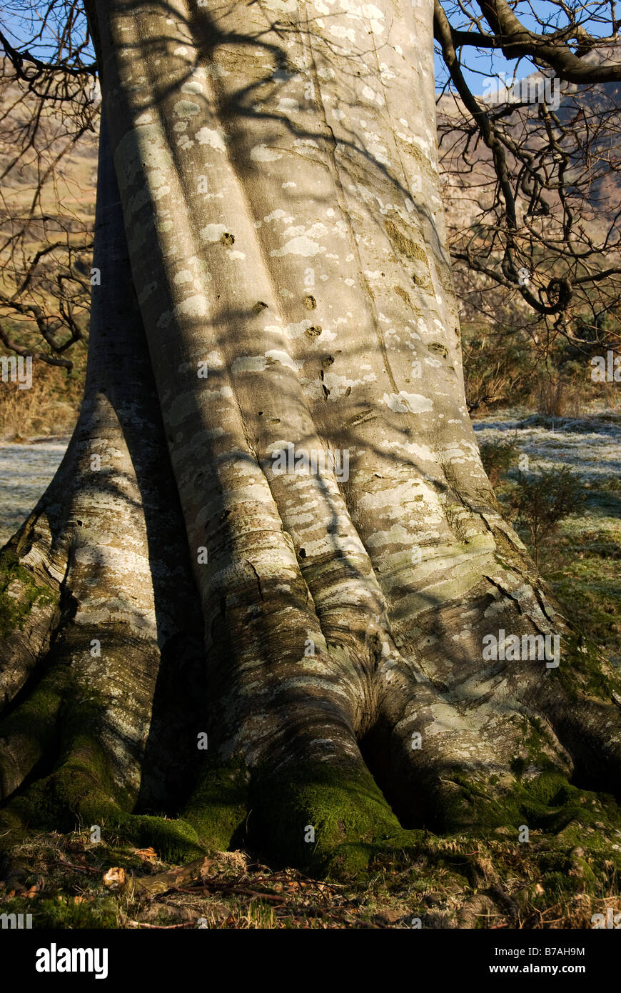 Tree trunk, Buttermere Stock Photo - Alamy