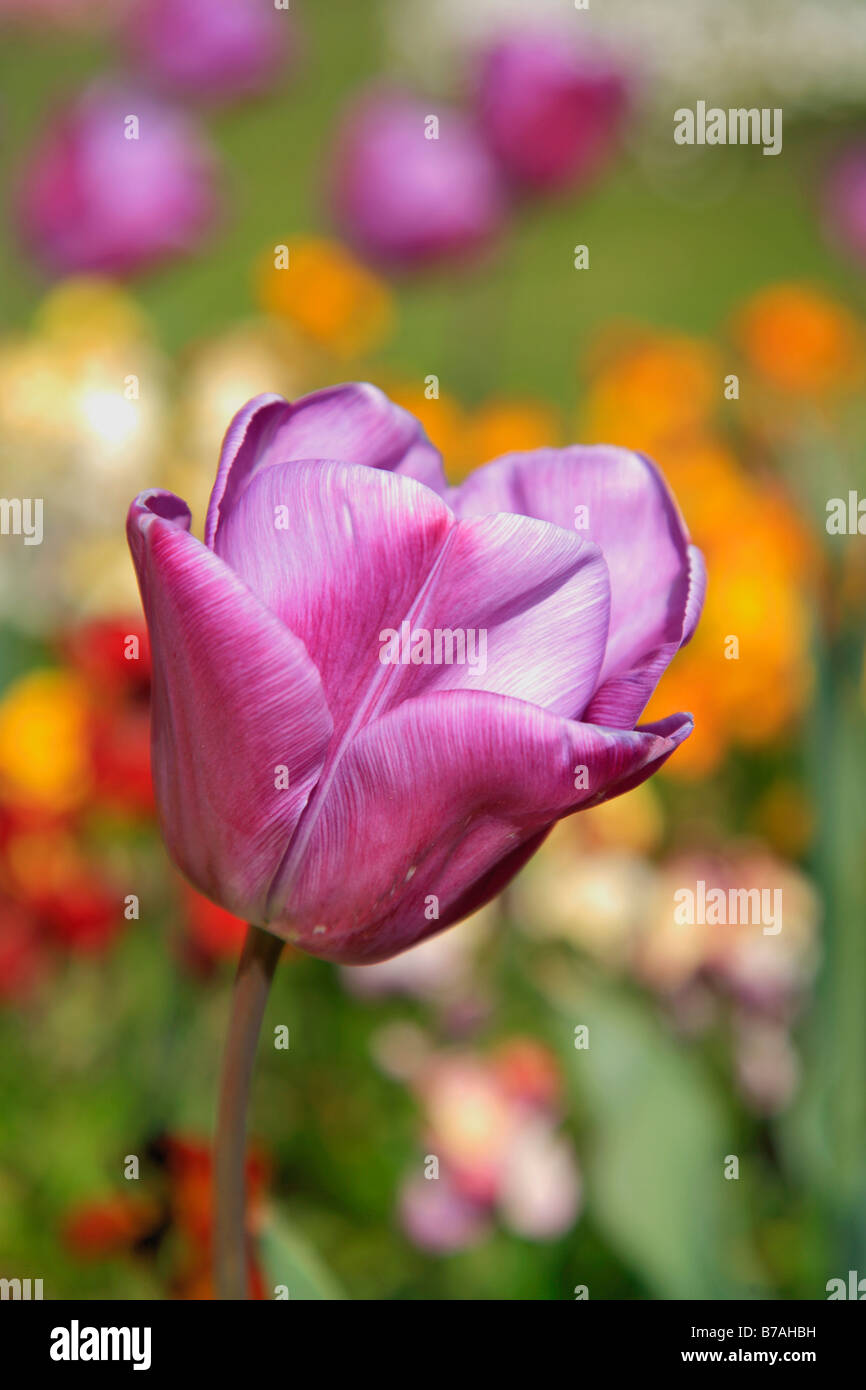 St nicholas park hi-res stock photography and images - Alamy
