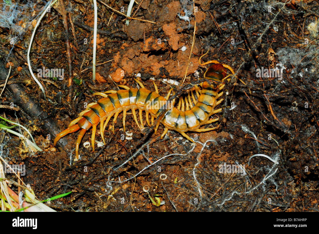 Image centipede hi-res stock photography and images - Alamy