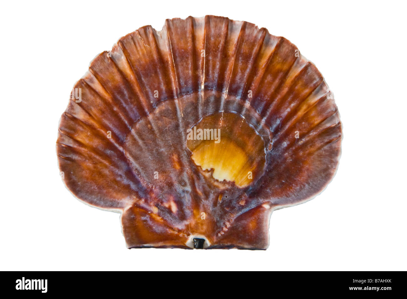 Scallop shell cut out Stock Photo - Alamy