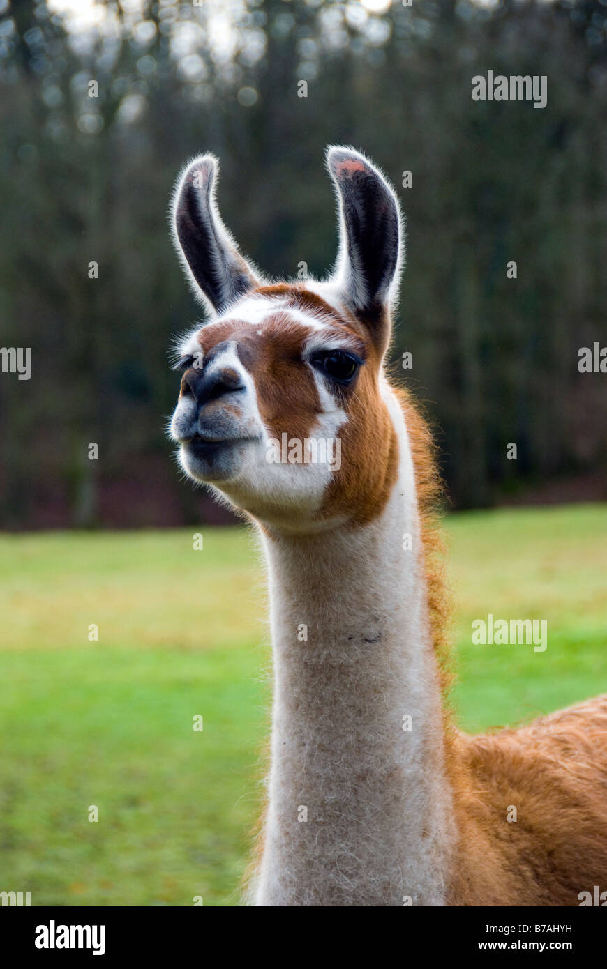Lama in Field Stock Photo - Alamy