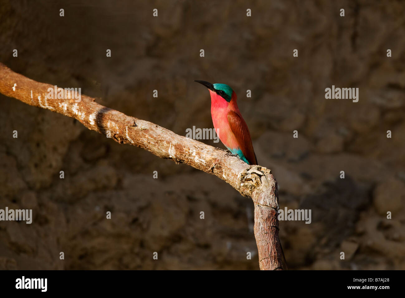 Carmine bee eater botswana hi-res stock photography and images - Alamy
