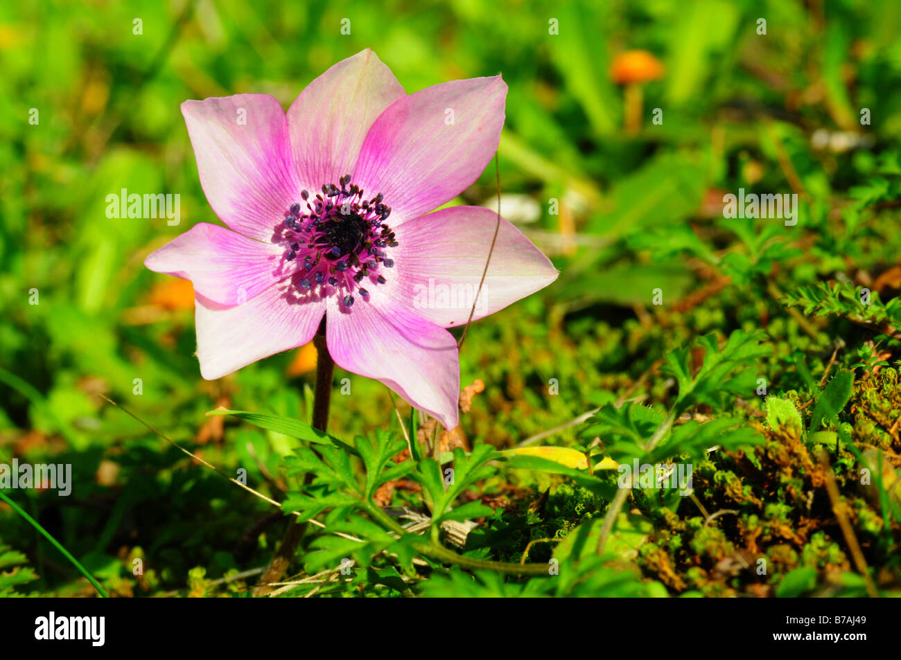 Greek anemone hi-res stock photography and images - Alamy