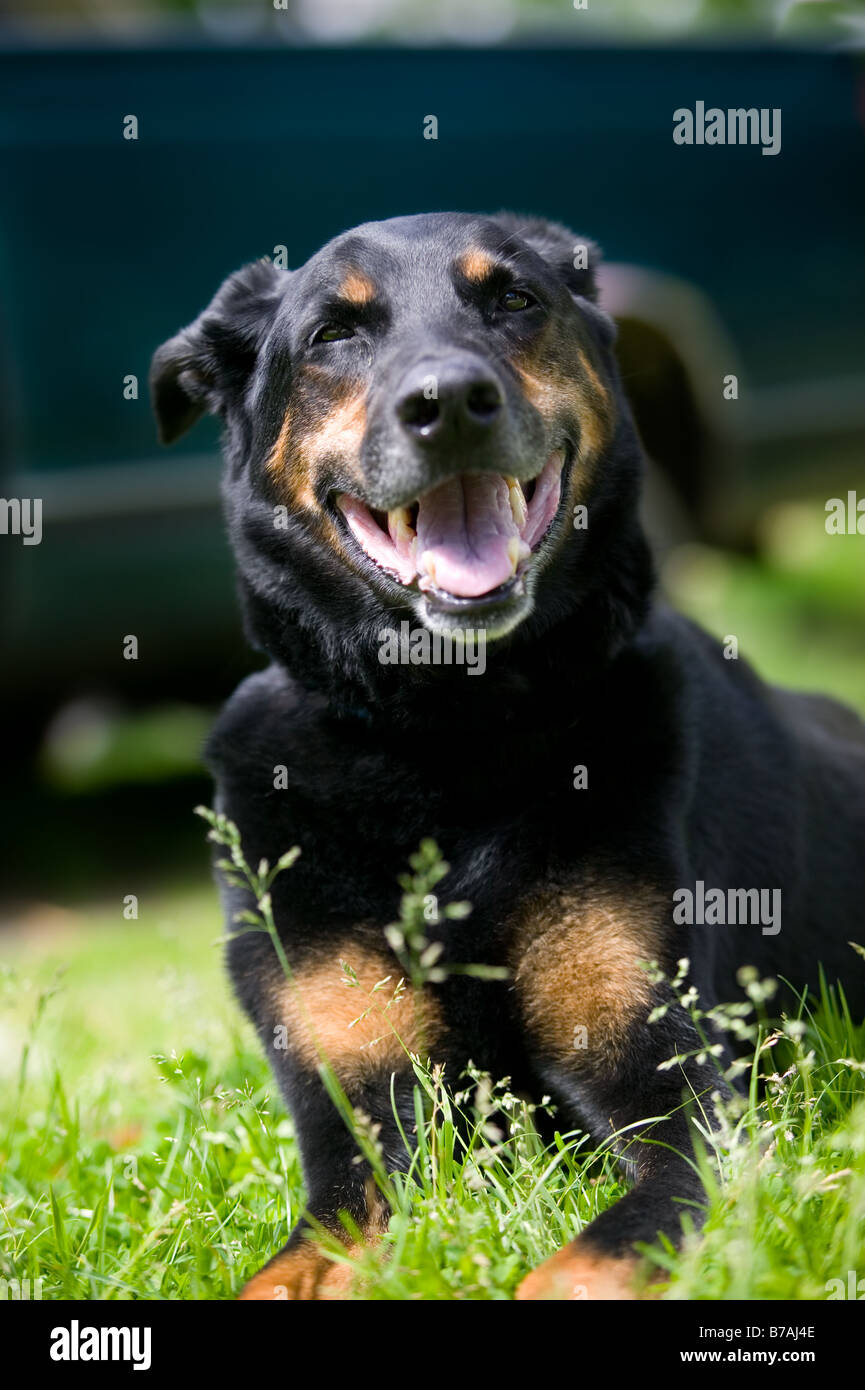 A mixed breed dog (mongrel) lies contentedly in the grass Stock Photo ...