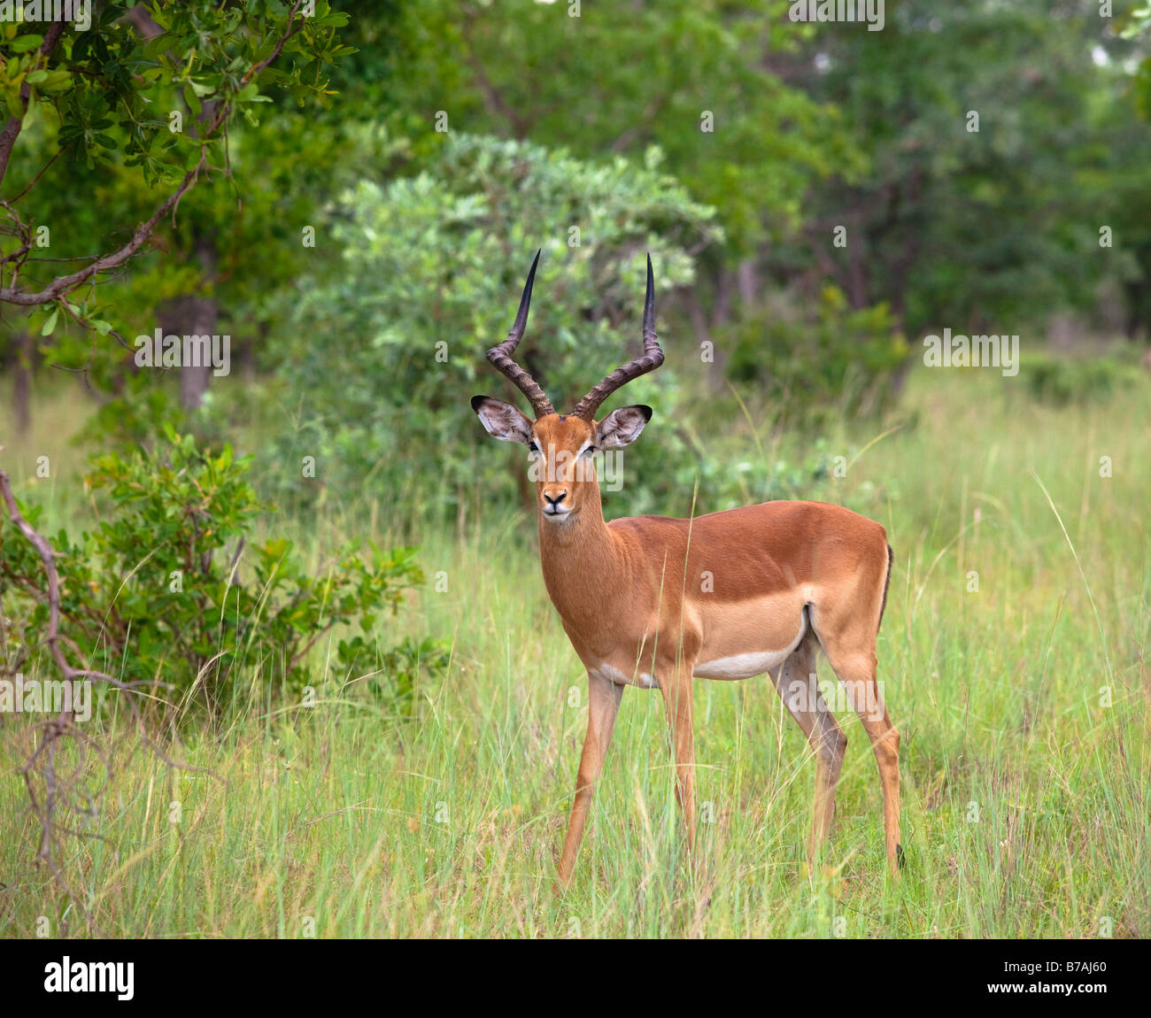 Impala ram hi-res stock photography and images - Alamy