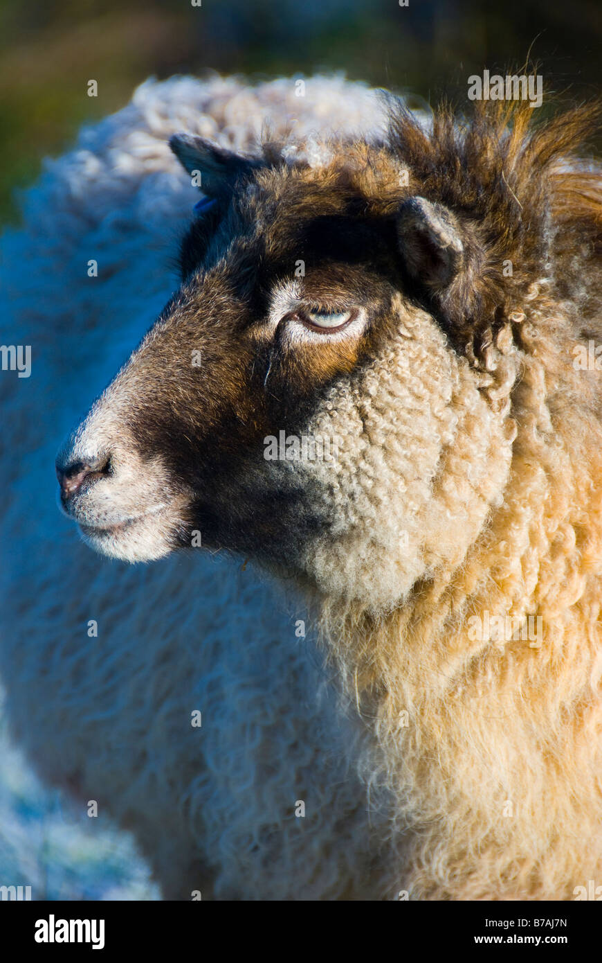 North Ronaldsay Sheep Stock Photo - Alamy