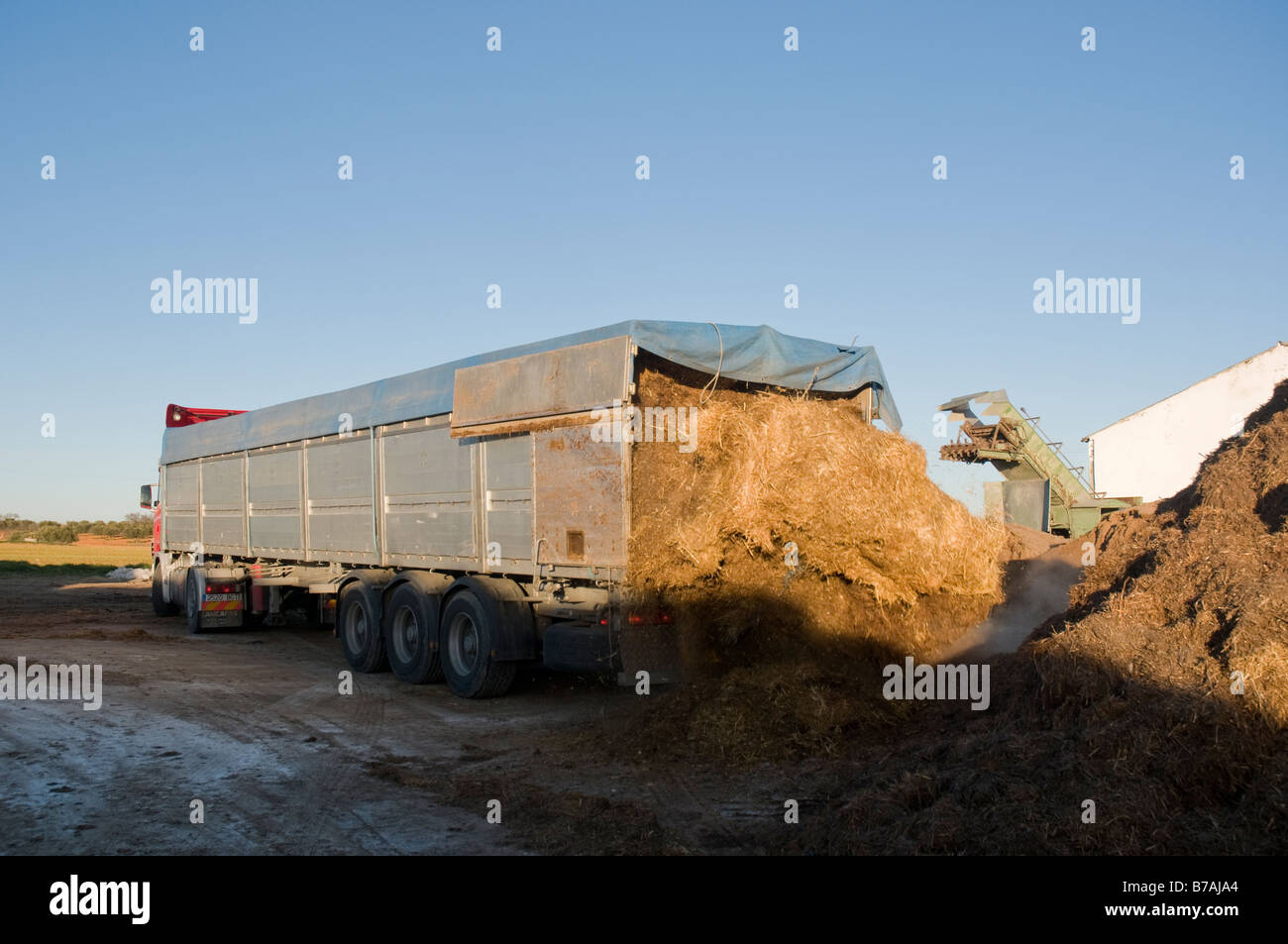 truck unloading chicken manure to be used in compost production Stock ...