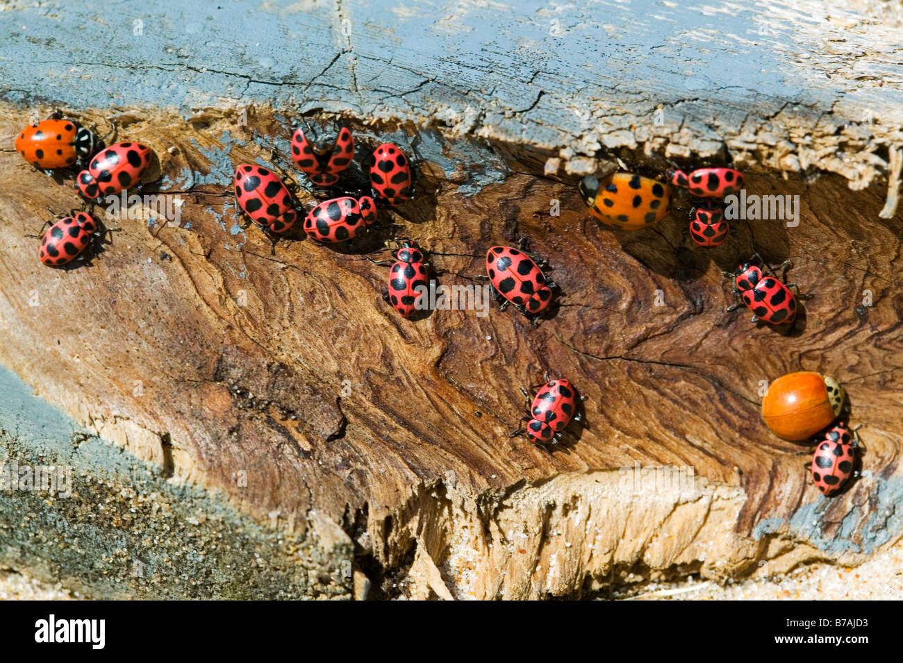 Cluster of ladybugs hi-res stock photography and images - Alamy