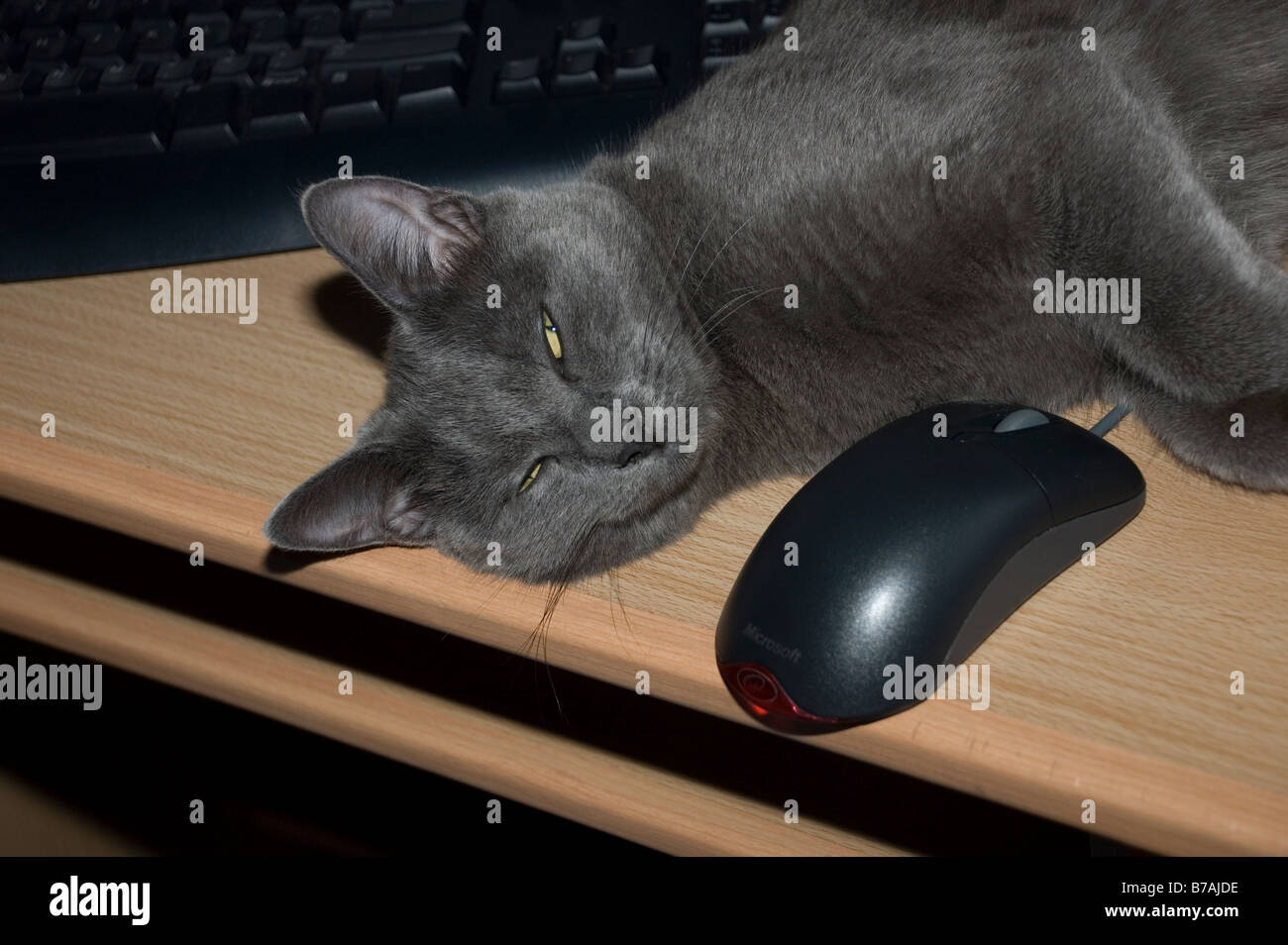 Cat Computer Mouse High Resolution Stock Photography and Images - Alamy