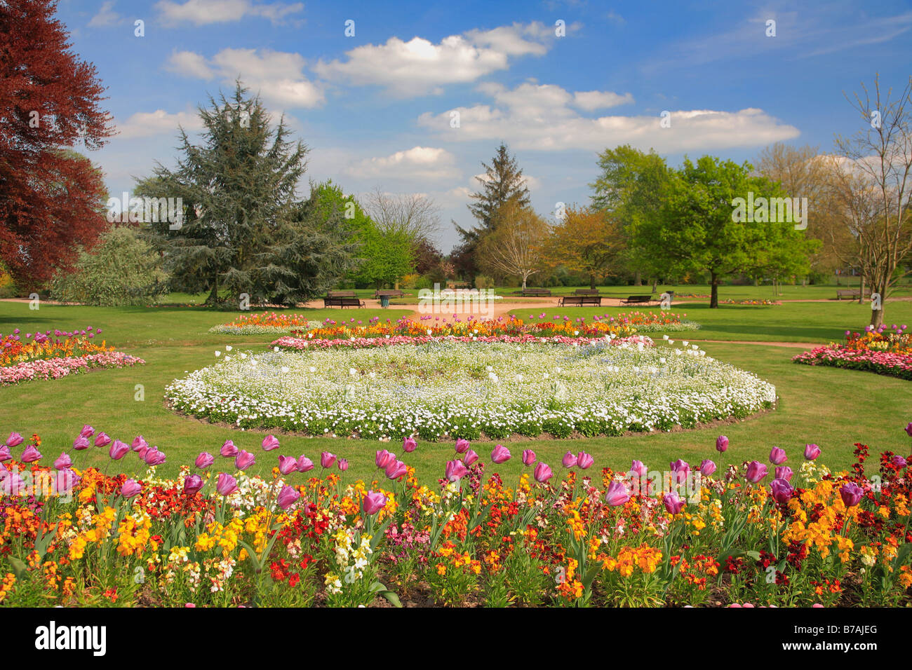 Tulip Flower beds St Nicholas Park Warwick town Warwickshire County ...
