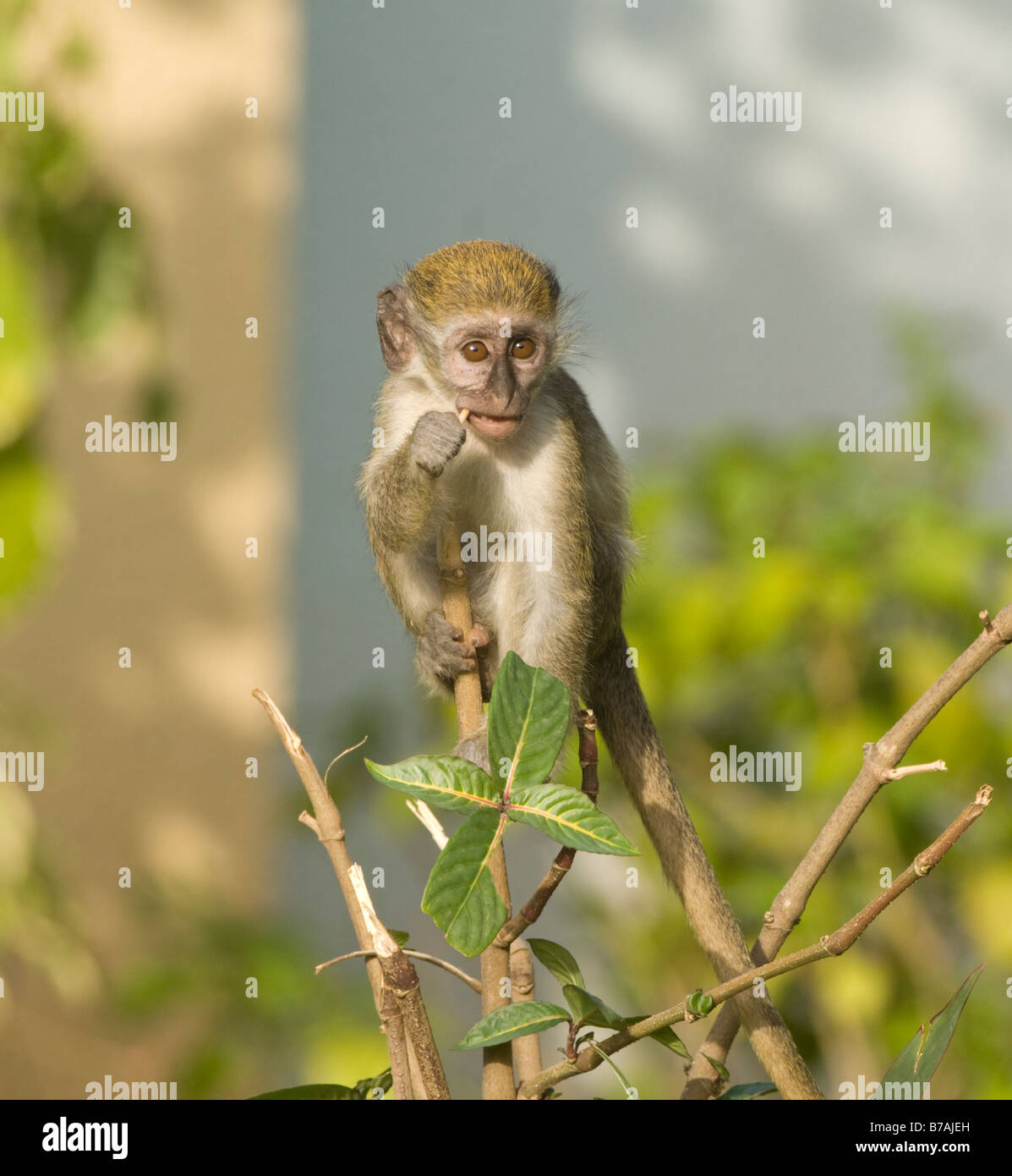 Callithrix monkey Green monkey Vervet Monkey Cercopithecus sabaeus ...