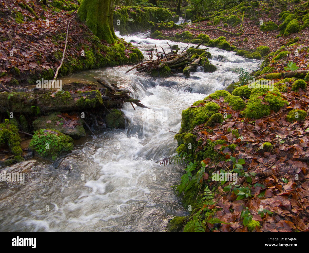 Harridge woods fast running River Stock Photo - Alamy