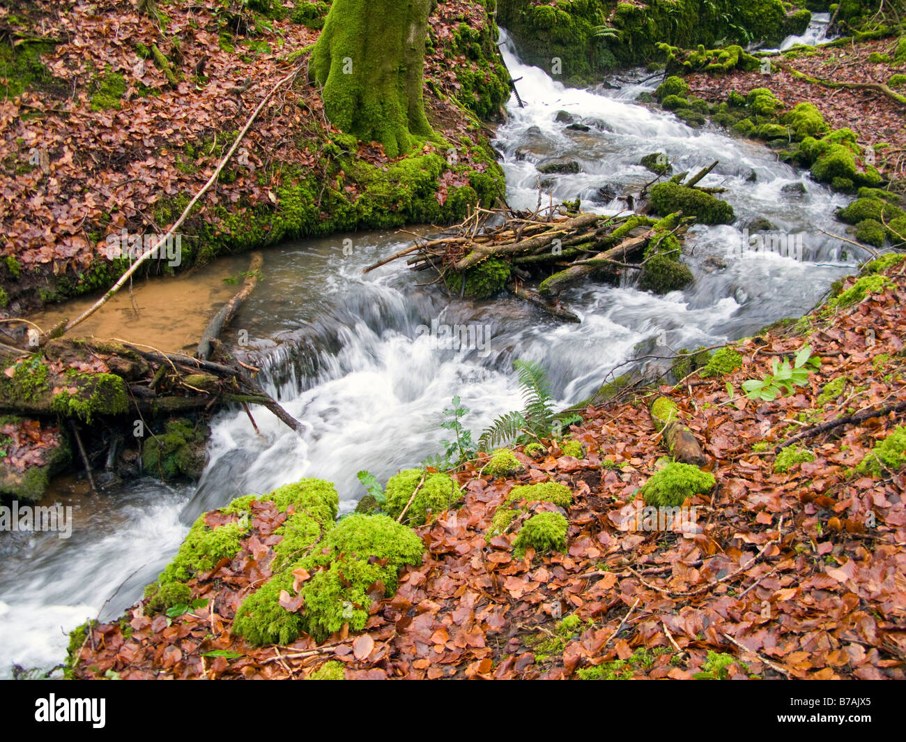 Harridge Woods Autumn Stock Photo - Alamy