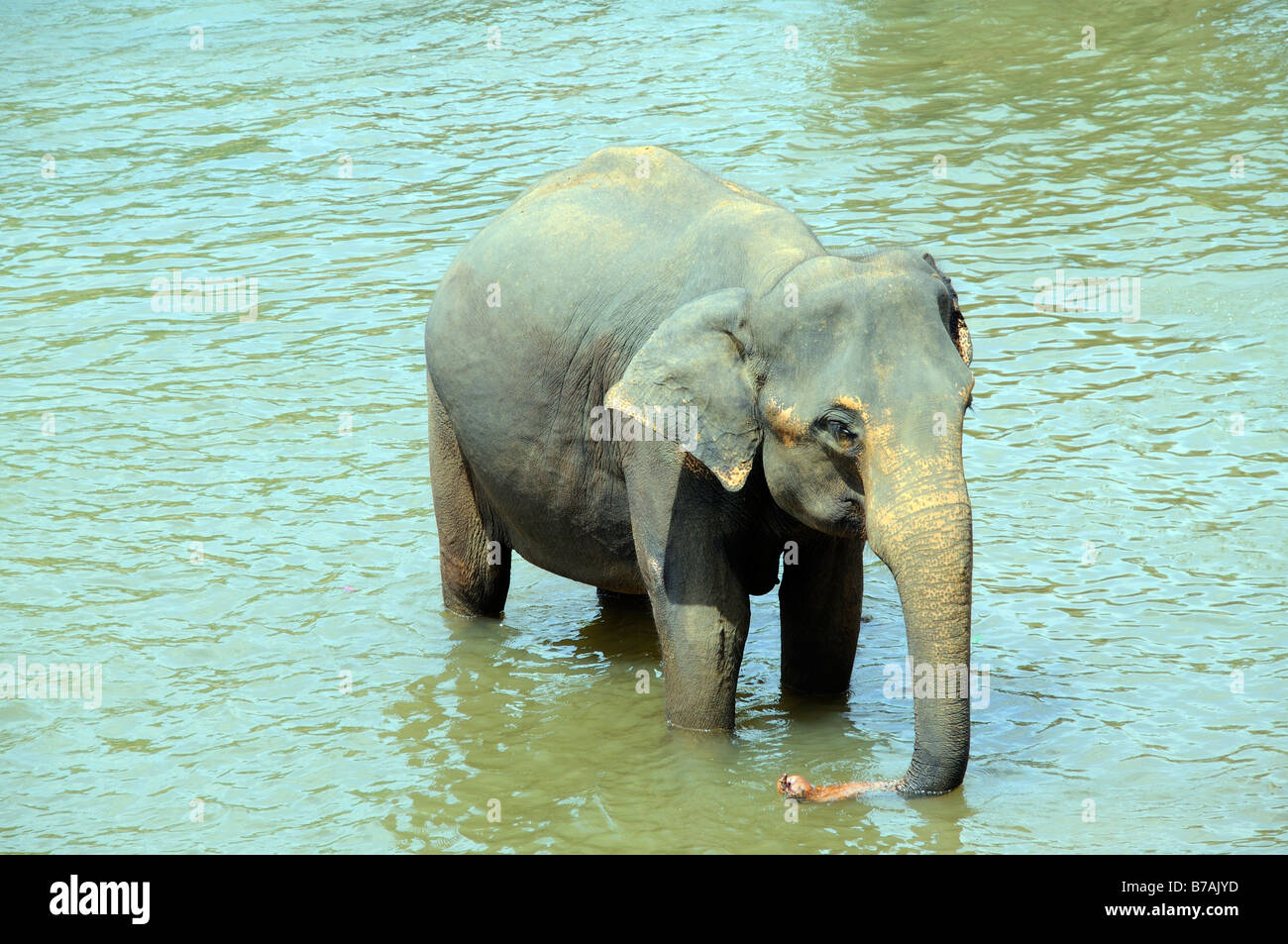 single elephant in river Stock Photo - Alamy