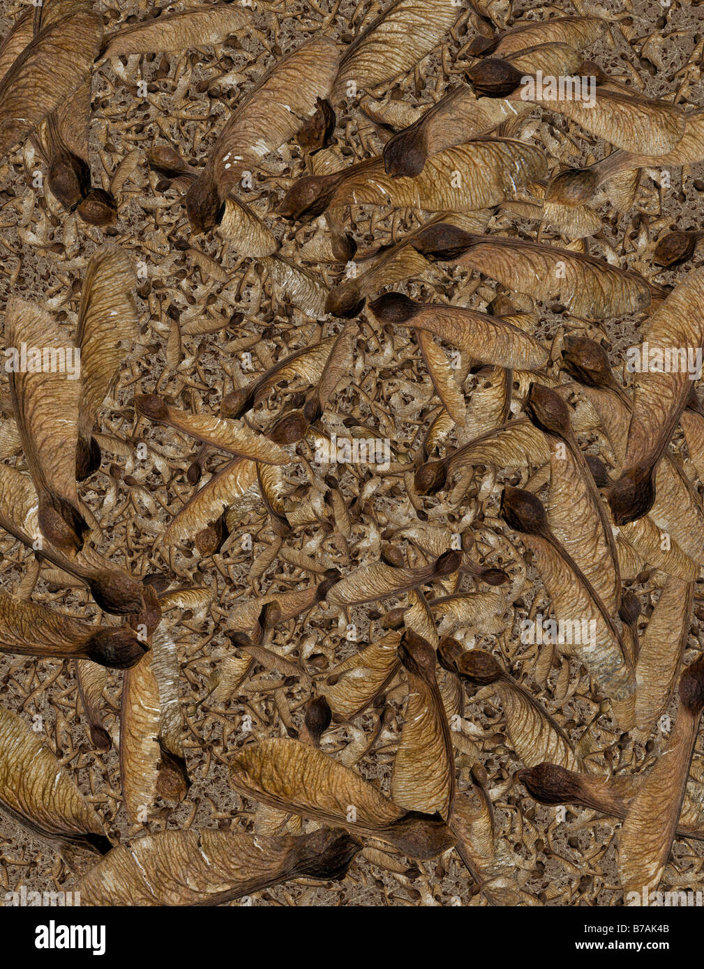Mass of seed hi-res stock photography and images - Alamy