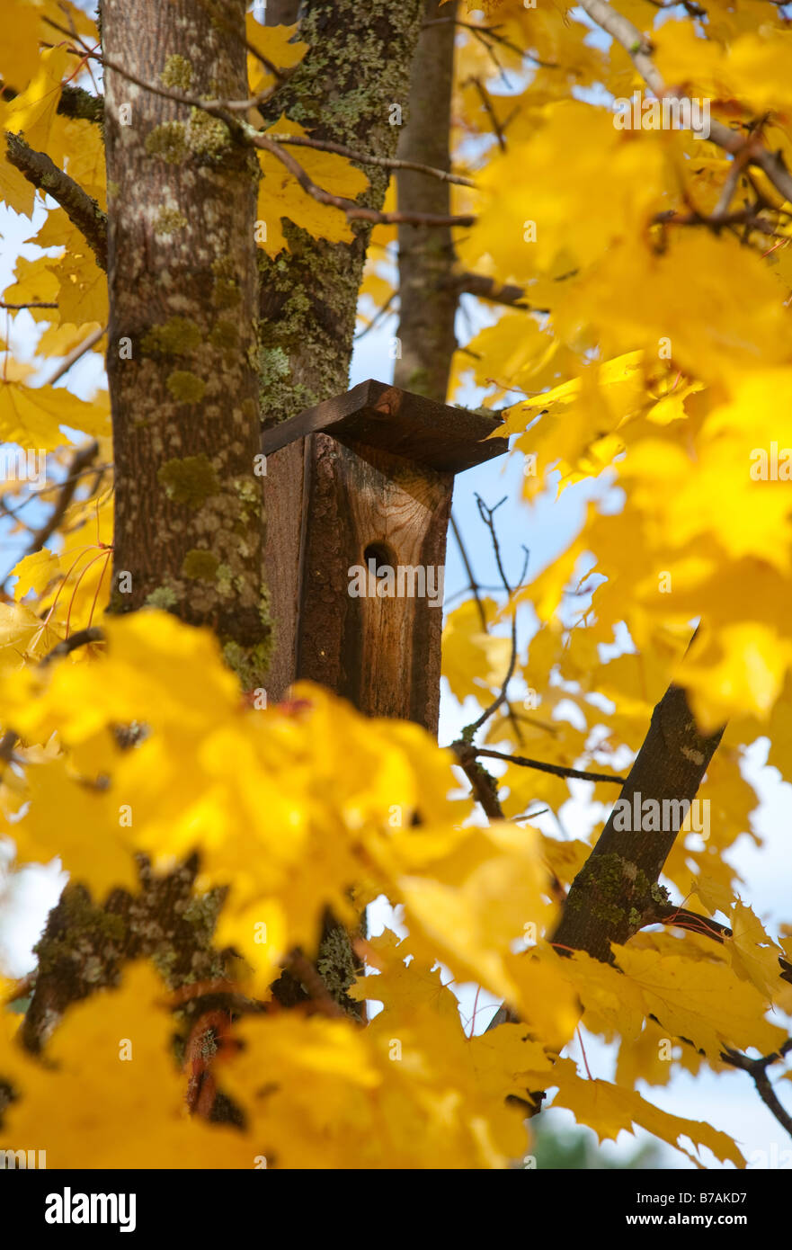 Bird box on maple tree , Finland Stock Photo - Alamy