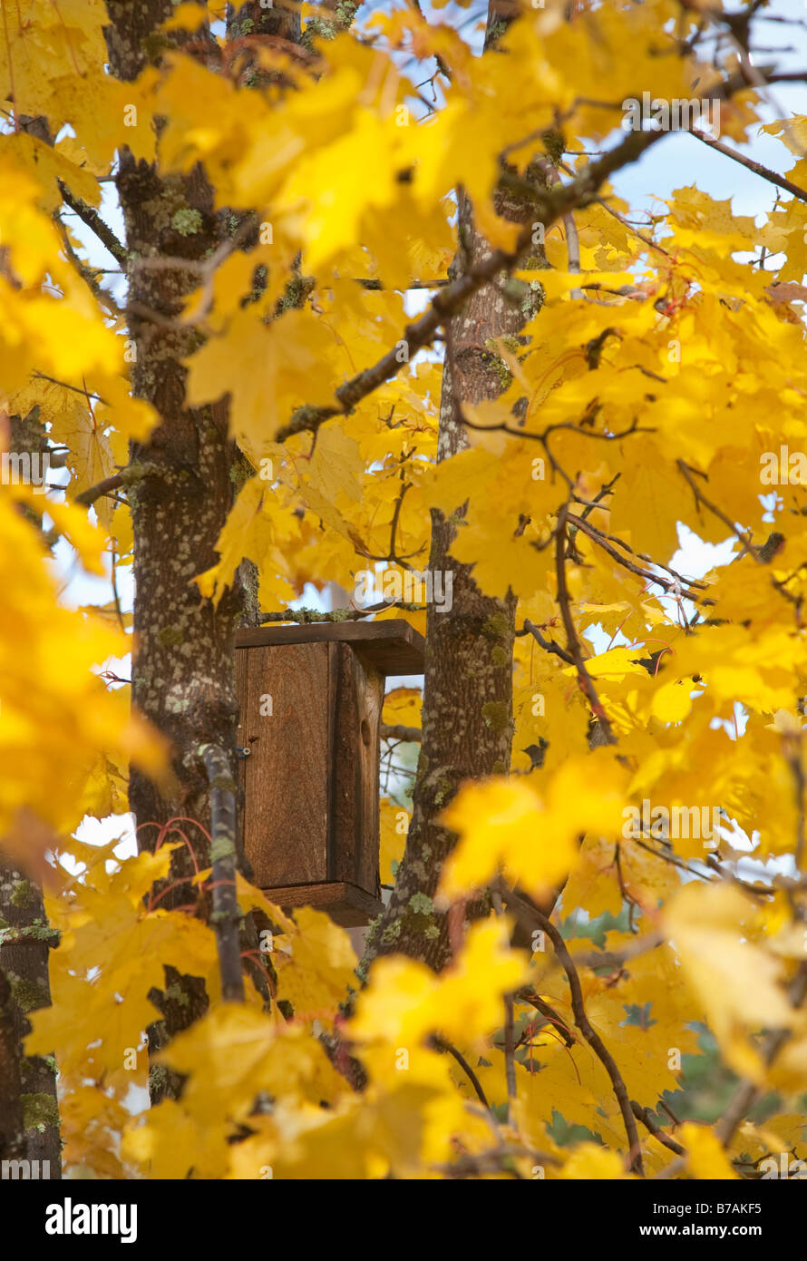 Bird box on maple tree , Finland Stock Photo - Alamy