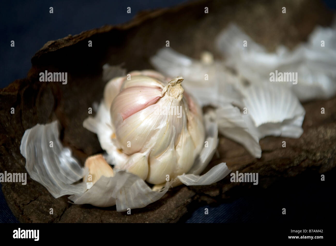 Still life of British garlic from the Isle of Wight on a piece of wood ...