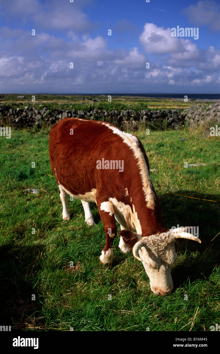 Inishmor hi-res stock photography and images - Alamy
