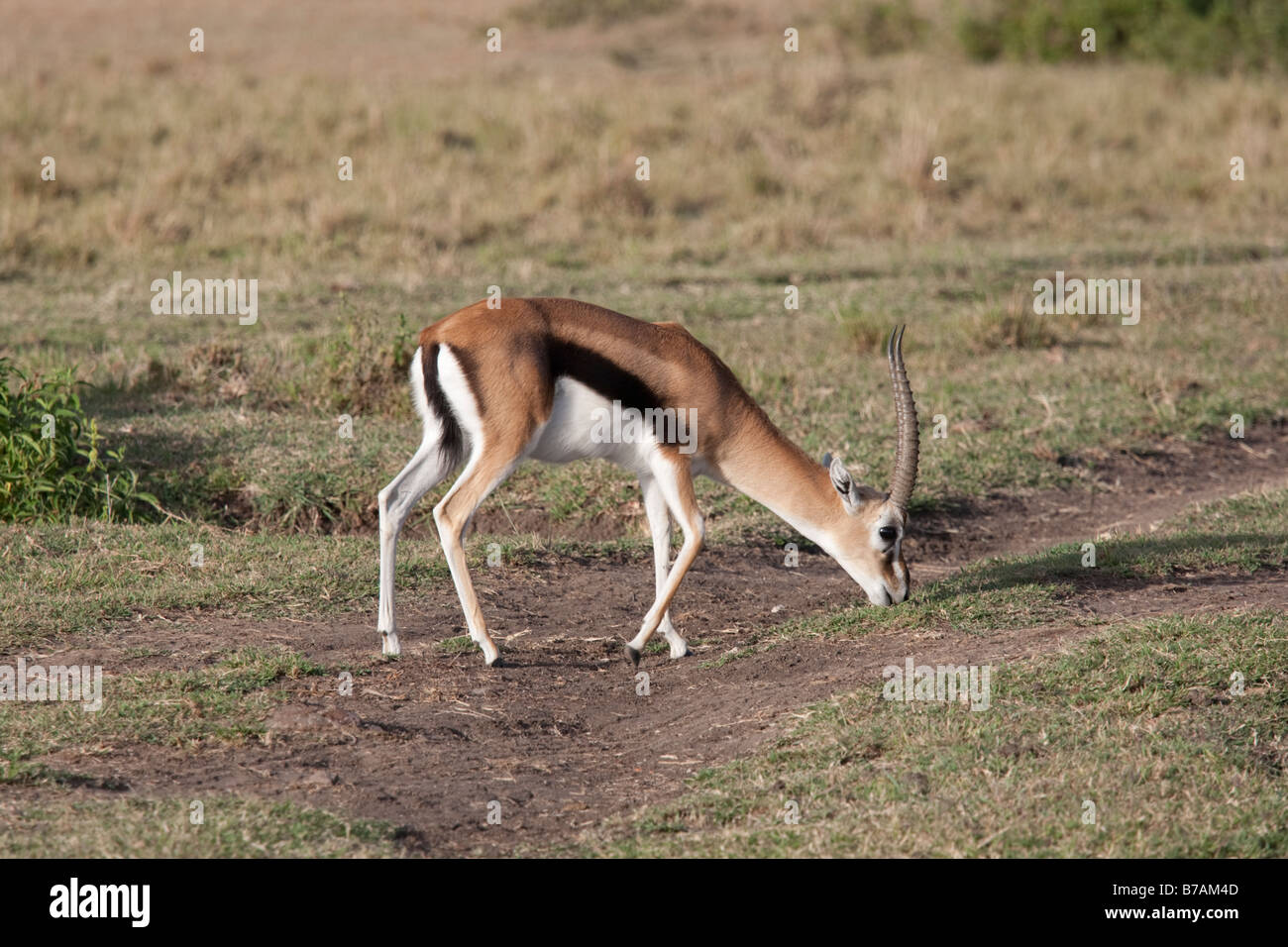 Thomsons gazelle grazing on African savannah Gazella thomsonii North ...