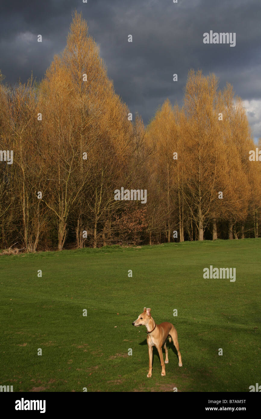 Newbold country park hi-res stock photography and images - Alamy