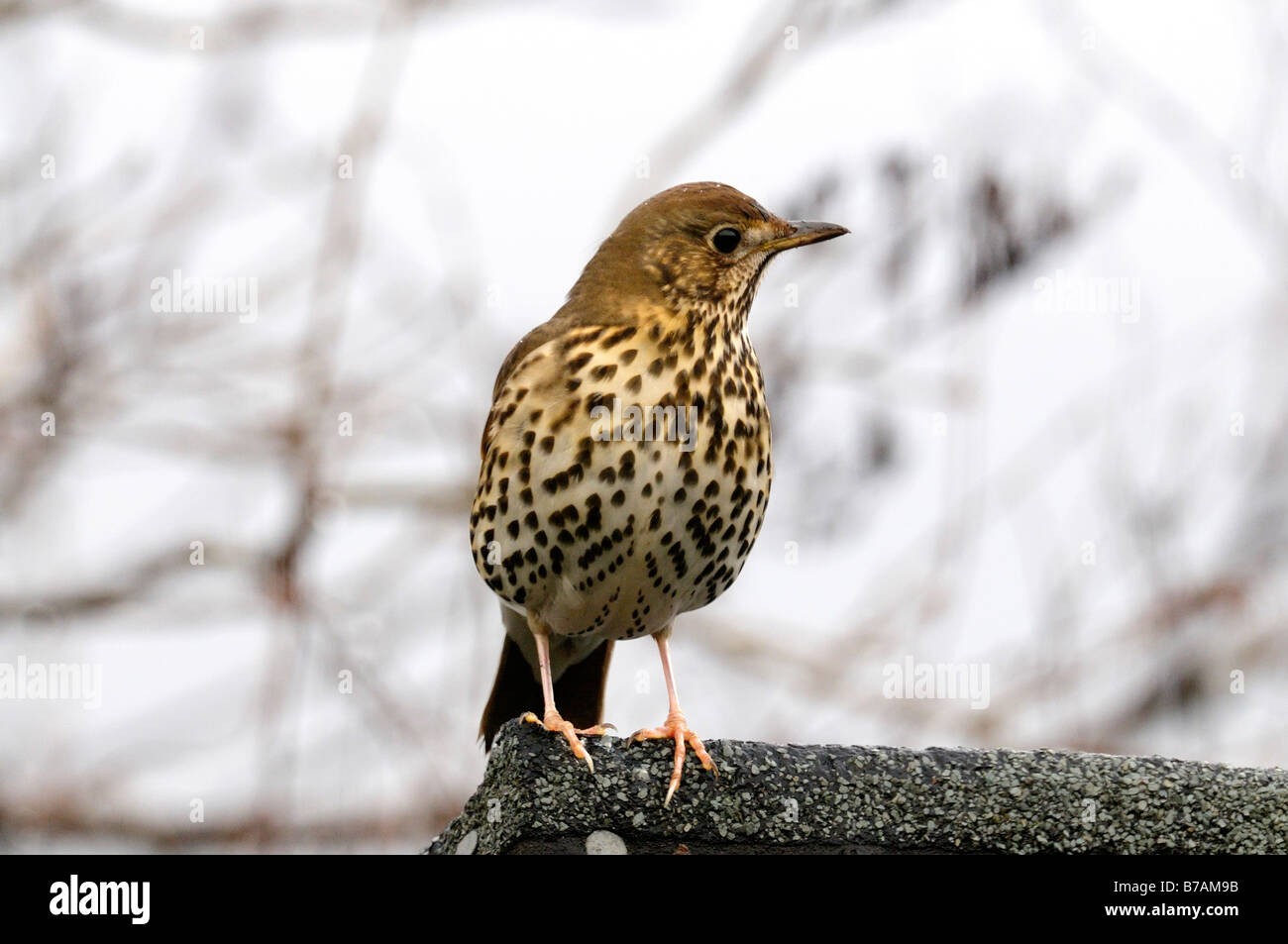 Song Thrush a familiar and popular garden songbird whose numbers are ...