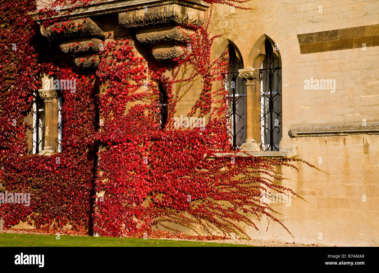 Russian vine uk hi-res stock photography and images - Alamy