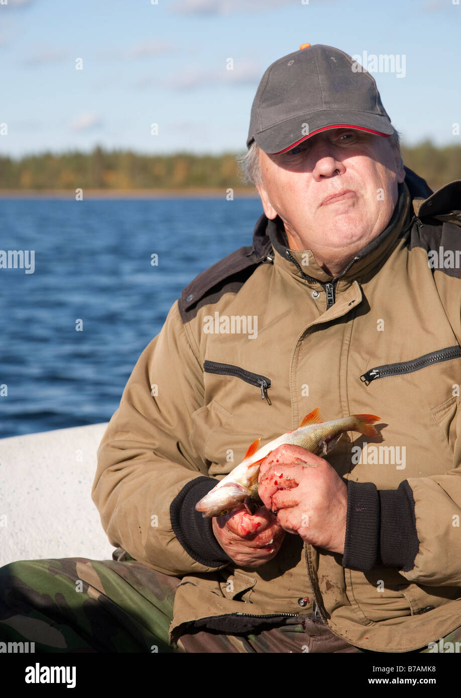Gutting European freshwater perch ( Perca Fluviatilis ) , Finland Stock ...